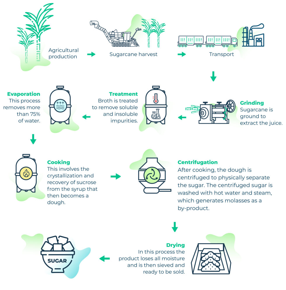 Infographics - SugarCane